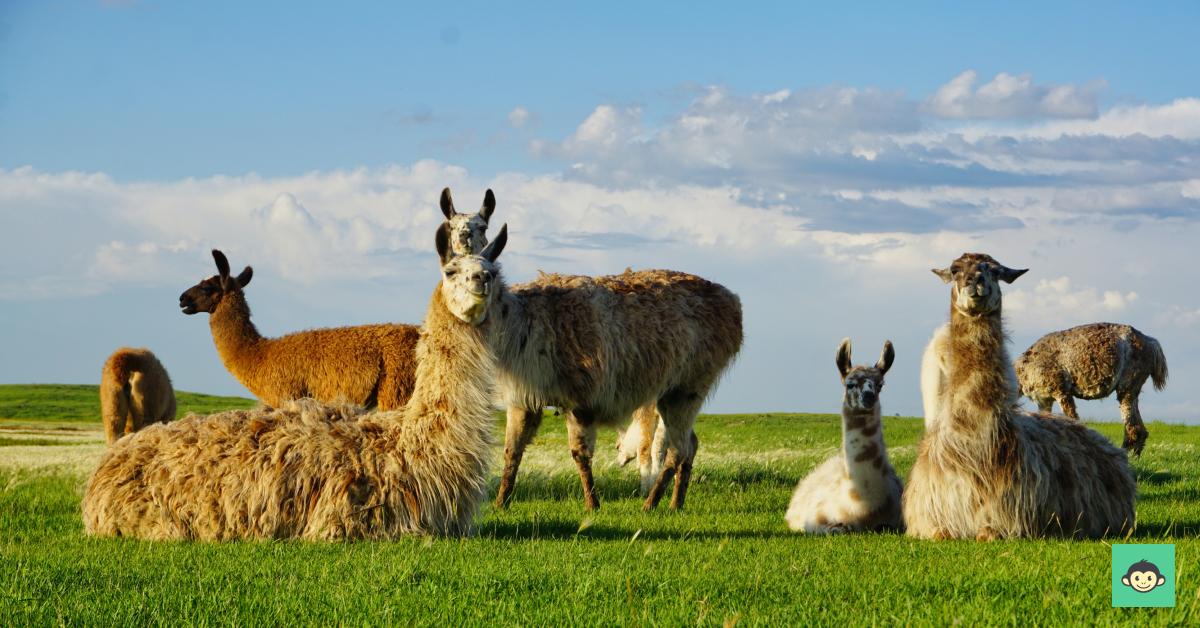 Employee engagement toolkit for the modern people leaders & managers